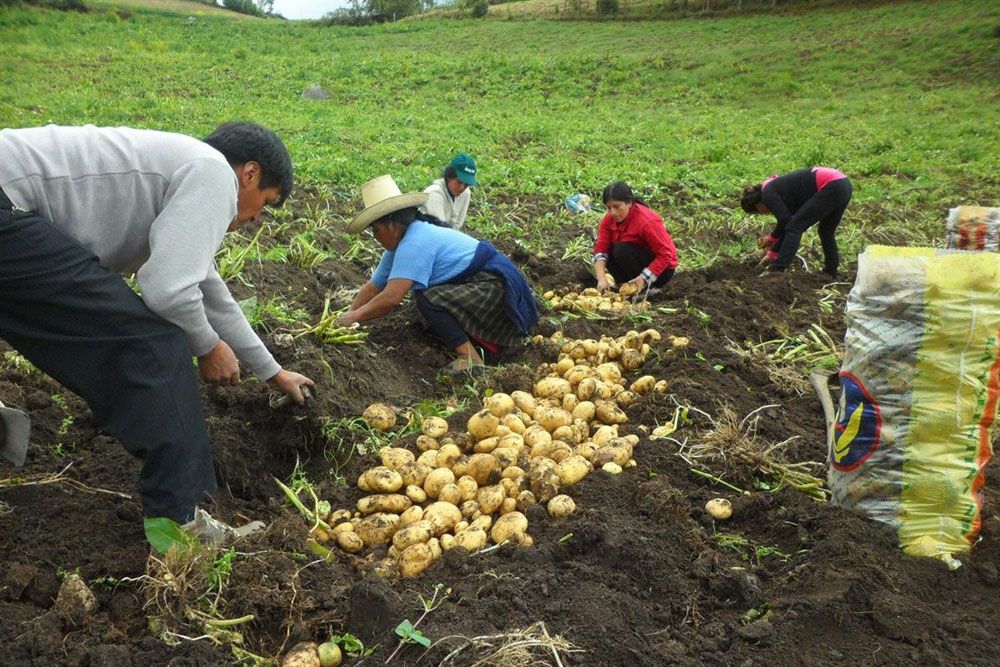 Buscan mejorar cosecha de papa en Otuzco con el uso de insumos ...