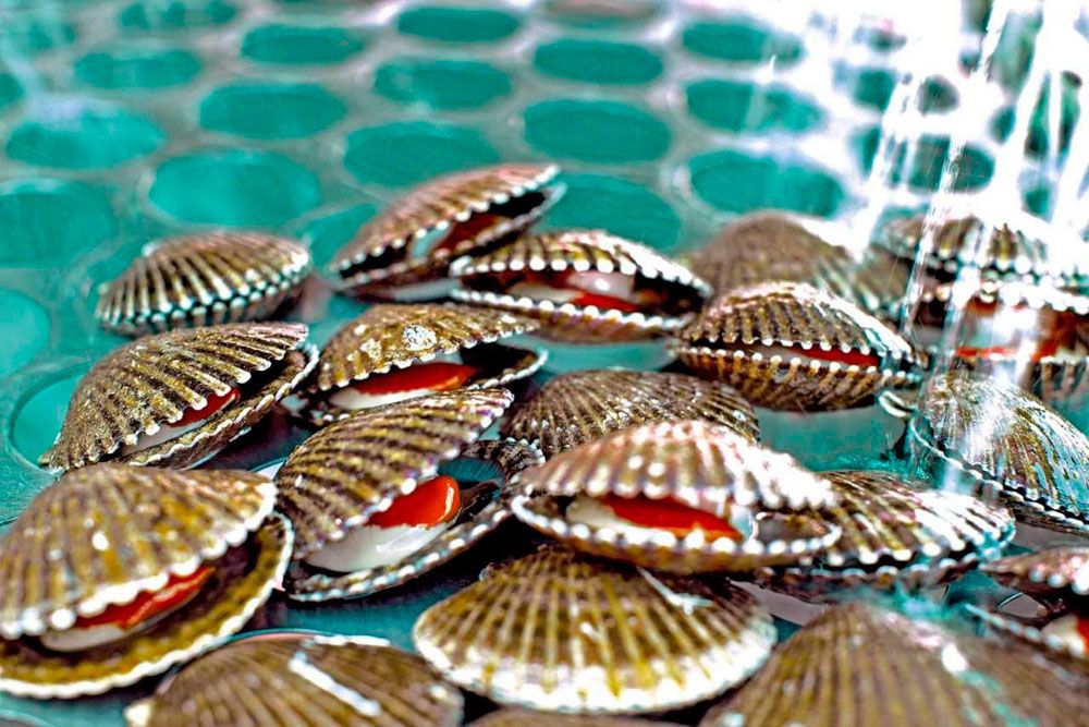 Las conchas de abanico y pejerrey de Perú reingresarán a China ...